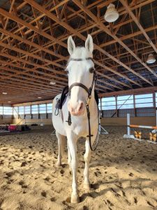 Hurricane | Welcome to Compass Equestrian